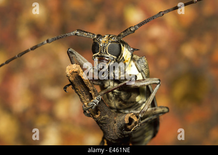 Long horned beetle , Common, wilderness , Goa Stock Photo - Alamy