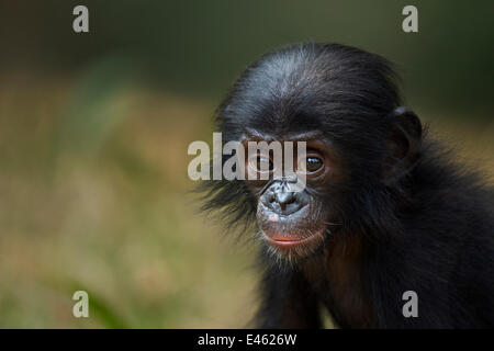 Bonobo (Pan paniscus) baby aged 3 months sucking it's mother's finger ...