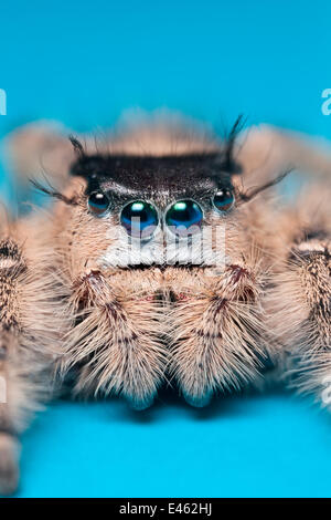 Canopy jumping spider {Phidippus otiosus} Florida, USA Stock Photo - Alamy