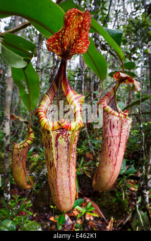 Aerial pitcher natural hybrid Pitcher plant Nepenthes stenophylla x ...