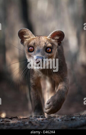 Adult female fossa Crytoprocta ferox running across deciduous forest ...