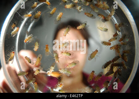 Sorting Common fruit fly (Drosophila melanogaster) laboratory culture ...