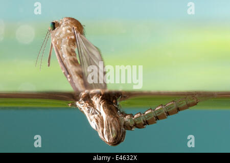 Culex mosquito life cycle Stock Photo - Alamy