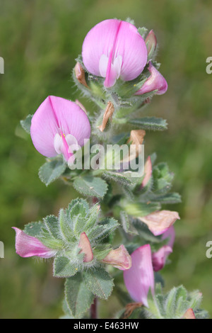 Common Restharrow (Ononis repens), Fabaceae. Isle of Wight, UK Stock ...