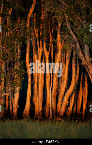 Paperbark (Melaleuca quinquenervia) forest in the wet season after ...