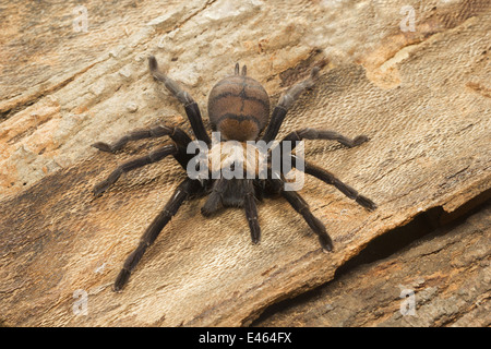 INDIAN VIOLET TARANTULA, Chilobrachyus fimbriatus, COMMON, Wilderness ...