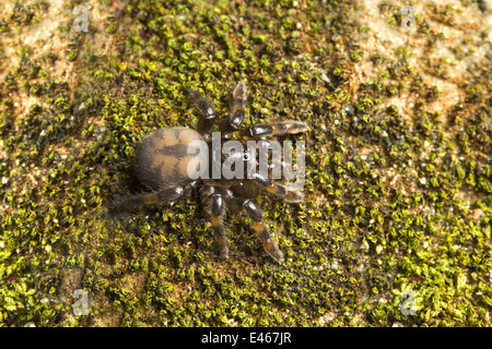 Brush footed trapdoor spider, Sason sp., Common, Thenmala, Kerala Stock ...