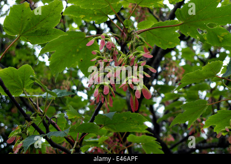Field Maple winged seeds Stock Photo - Alamy