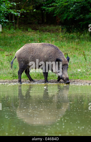 Wild Boar Drinking Water at Forest Pond Stock Photo - Alamy