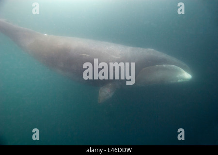 Bowhead Whale (Balaena mysticetus) diving from the surface to feed on ...