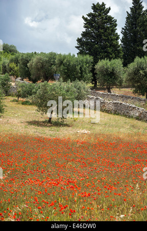 Poppies on Puglian wall, Italy Stock Photo - Alamy