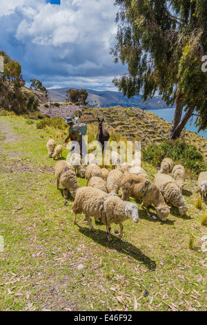 A female sheepherder with her sheep herd and two llamas on a hill ...
