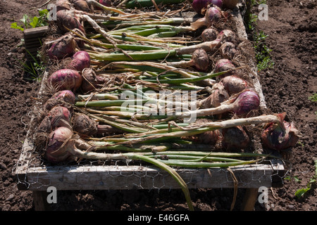 Red Onions Drying on a Rack. Red onions dry on a rack outdoors Stock ...