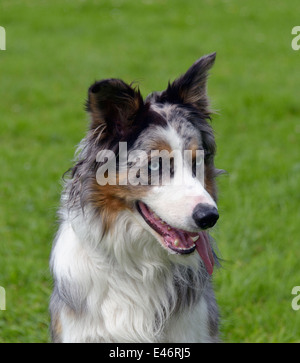 merle sheep dog , border collie Stock Photo - Alamy
