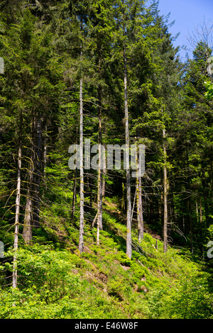 Trees in the Black Forest near Oppenau, Germany Stock Photo - Alamy