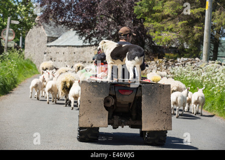 A farmer droving sheep from a quad bike near Haweswater, Lake District ...