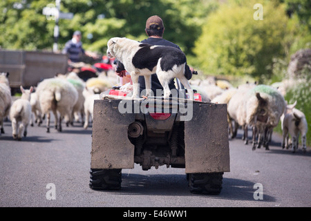A farmer droving sheep from a quad bike near Haweswater, Lake District ...