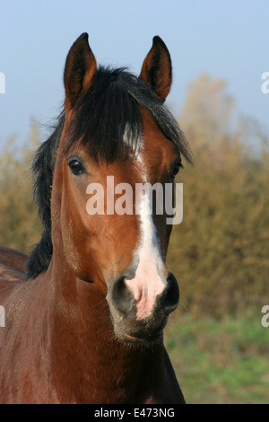 portrait of a German Riding Pony stallion Stock Photo - Alamy