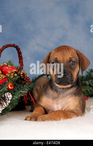 Rhodesian Ridgebacks at christmas Stock Photo - Alamy