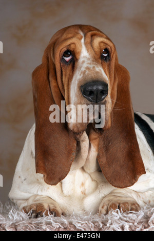 Basset hound, tricolour (animals) (mammals) (mammals) (domestic dog ...