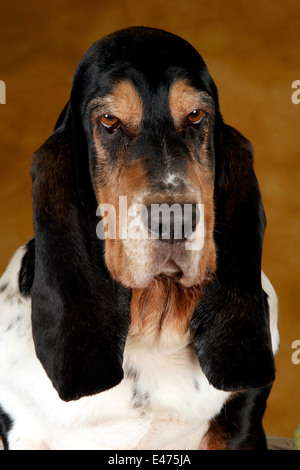 Basset hound, tricolour (animals) (mammals) (mammals) (domestic dog ...