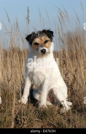 untrimmed Parson Russell Terrier Stock Photo - Alamy