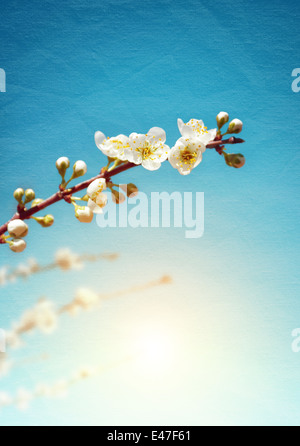 White Almond blossom flower against a blue sky, vernal blooming of ...