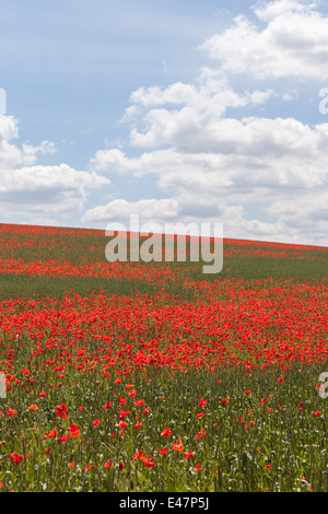 A Field of Poppies in Kent Stock Photo - Alamy