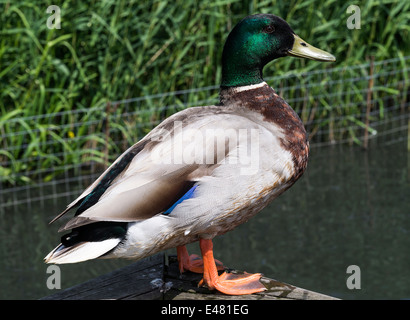 Male mallard duck perched on a replica of the Titanic in a local pond ...
