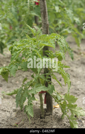 Vegetable garden summer time small farm Romania countryside Stock Photo ...