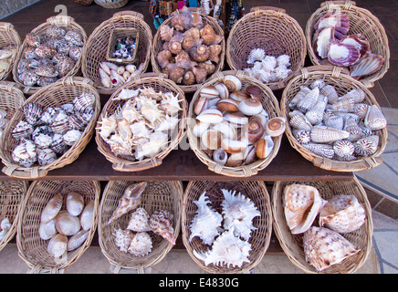 Set of various seashells and one starfish laid out as Christmas tree ...