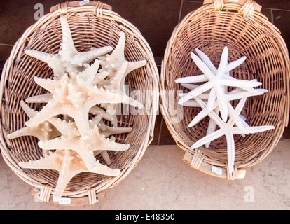 Set of various seashells and one starfish laid out as Christmas tree ...