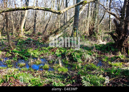 A view of alder carr woodland at Alderfen Broad Nature Reserve, Norfolk ...