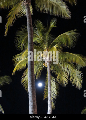 Moon rising between trees Stock Photo - Alamy
