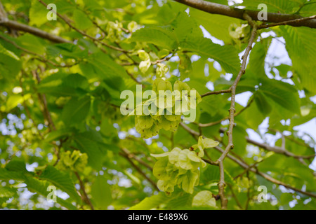 Samara or winged seeds of Ulmus glabra, Wych Elm in Spring, Wales, UK ...