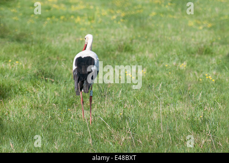 Stork running around the grass field Stock Photo - Alamy