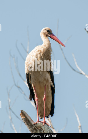 A white stork (Ciconia ciconia) standing atop a pile of dry twigs ...