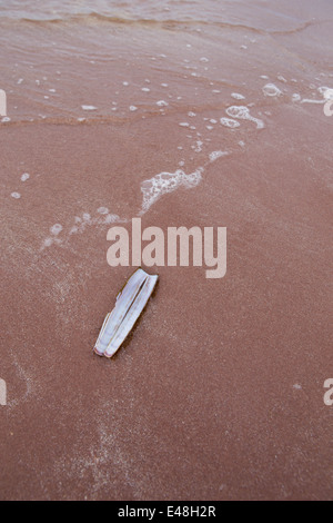 Razorshell on beach Stock Photo - Alamy
