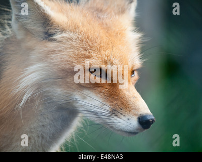 Portrait of Red fox (Vulpes vulpes Stock Photo - Alamy