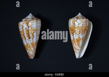 Indian Cone Shells, ( Conidae Stock Photo - Alamy