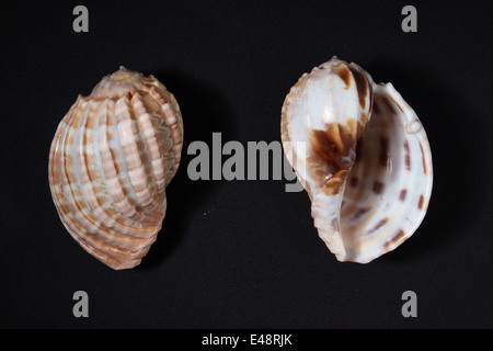 Indian Harp Shell Stock Photo - Alamy