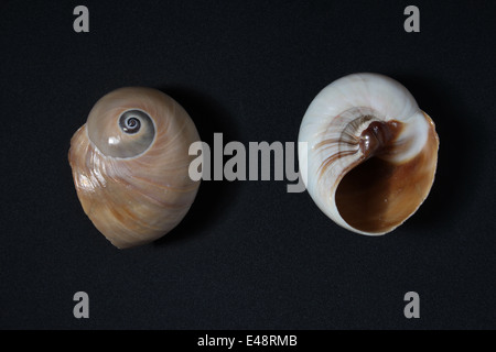 Indian Moon Shells Stock Photo - Alamy