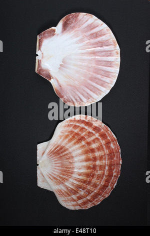 Indian Scallop Shell ( Pectinidae Stock Photo - Alamy