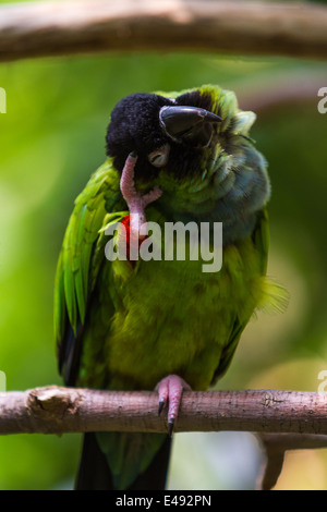 Beautiful parrot closeup Parrot scratching his beak with his Claws ...