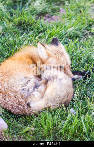 Red Fox laying down on a moss rock with open mouth displaying teeth ...