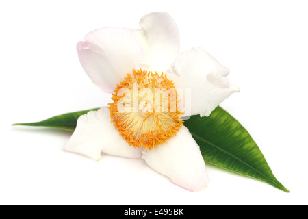 Mesua ferrea or Nageshwar flower of Indian subcontinent with essence ...