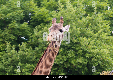 giraffe eating hay Stock Photo - Alamy