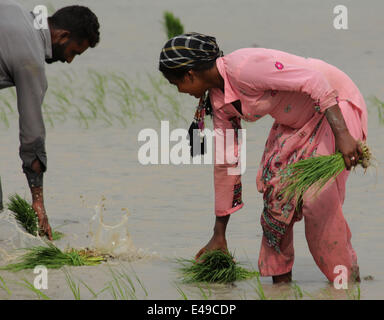 Lahore, Pakistan. 06th July, 2014. Pakistani Farmers busy in sowing ...