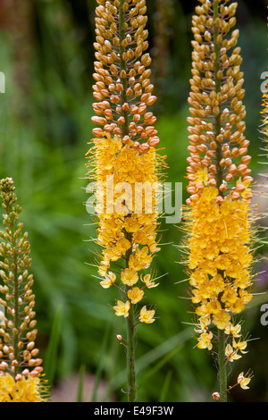 Foxtail Lily (Eremurus x isabellinus) 'Cleopatra', flowering ...