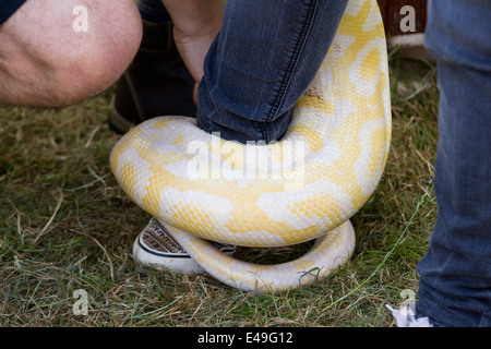 albino Burmese python being held in the hands of a child Stock Photo ...